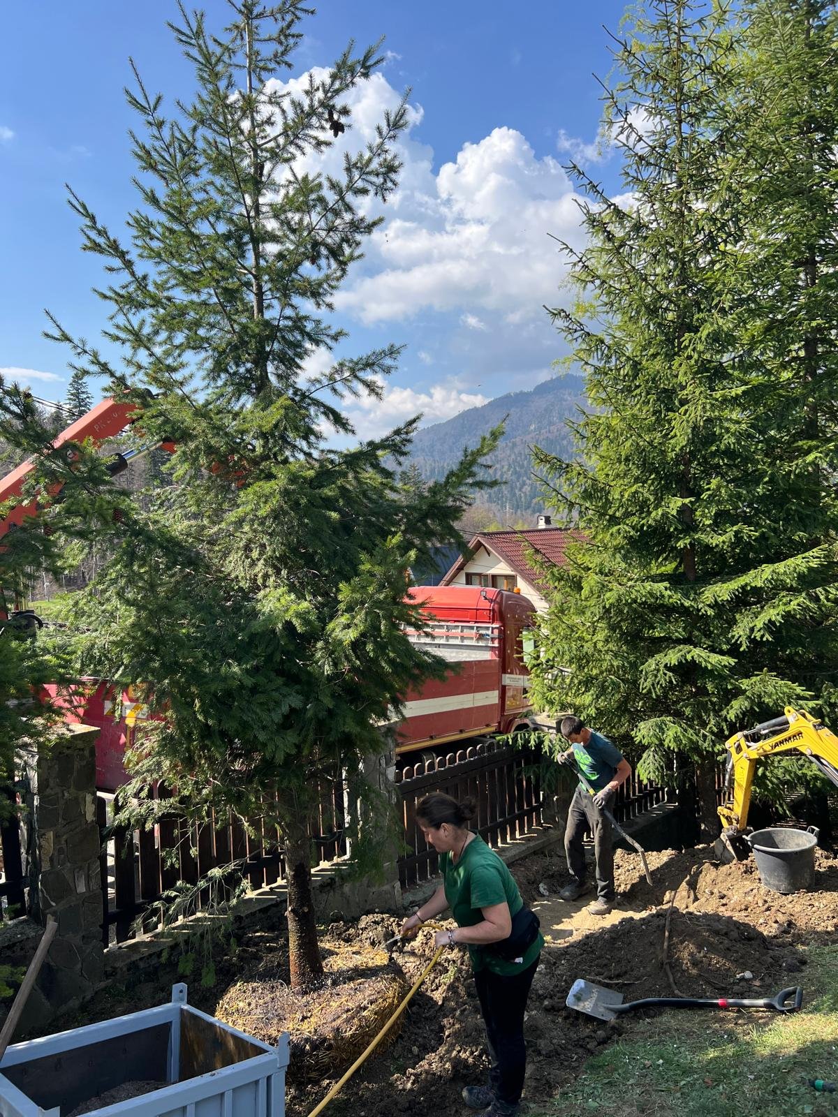 Plantare arbori de mari dimensiuni Sinaia - Urban Green Mark