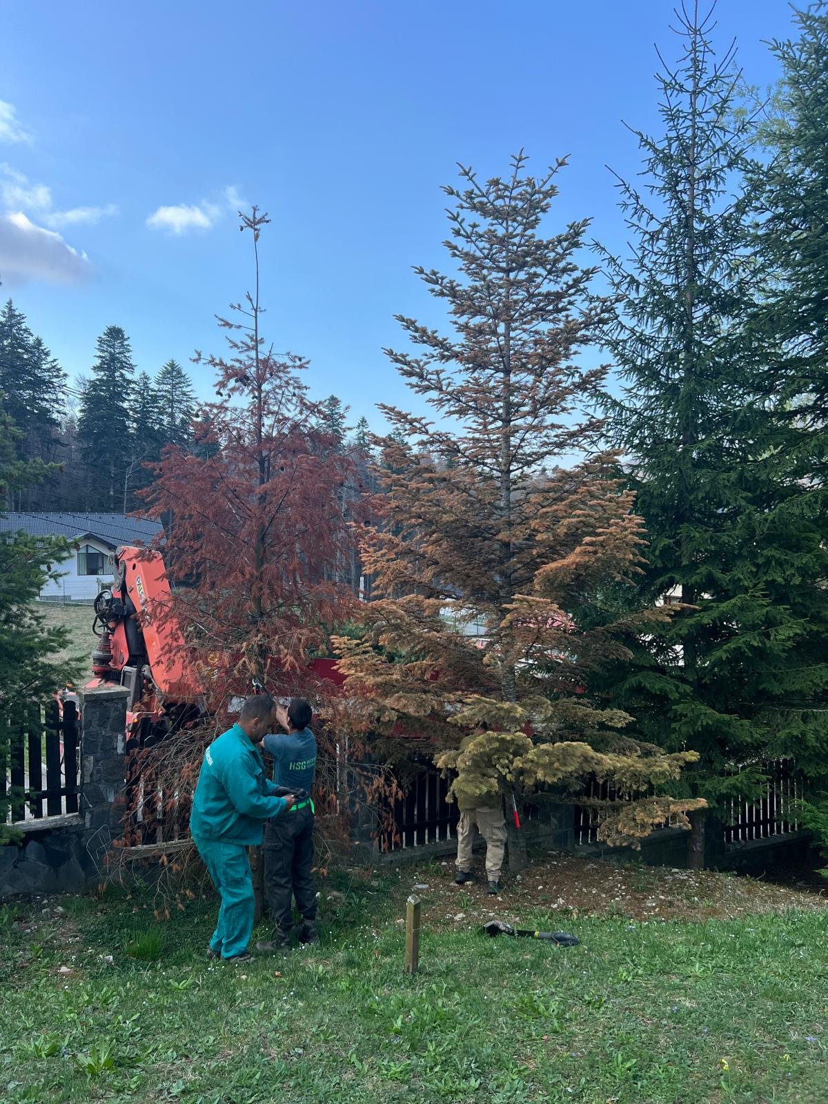 Plantare arbori de mari dimensiuni Sinaia - Urban Green Mark