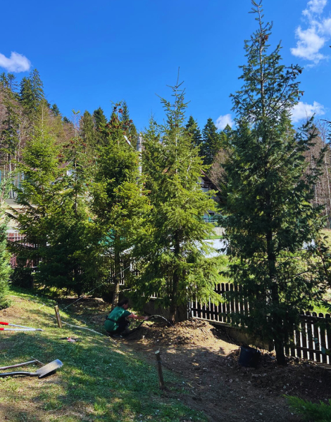 Plantare arbori de mari dimensiuni Sinaia - Urban Green Mark
